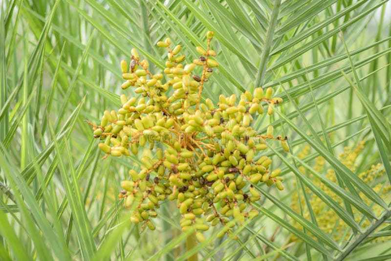 Date Palm Trees stock image. Image of orange, crop, farm - 51703937