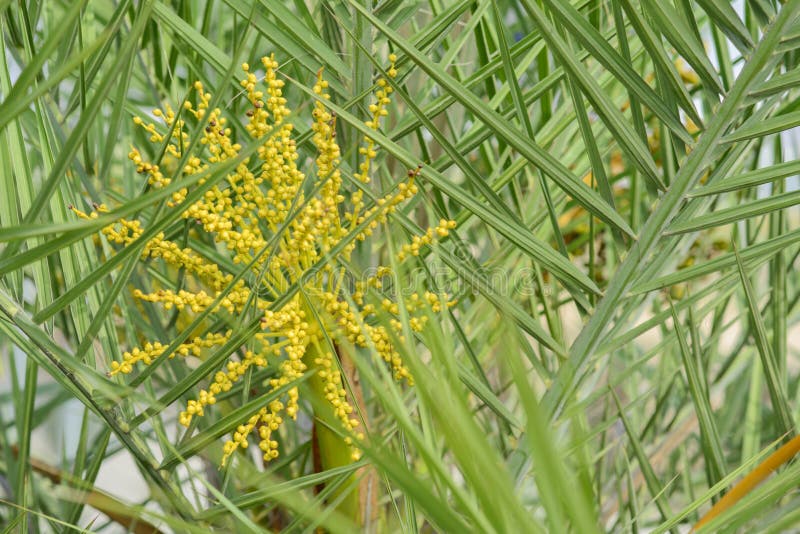 Date Palm Trees stock image. Image of bunch, leaf, oriental - 51704129
