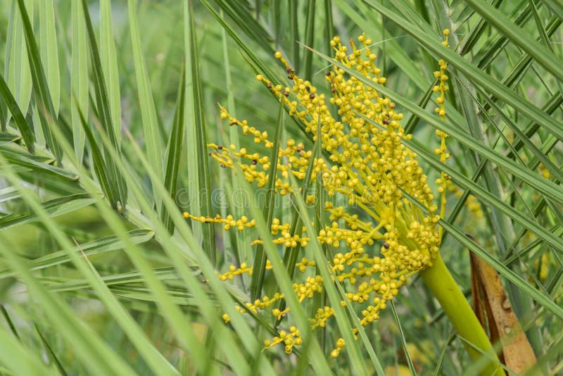 Date Palm Trees stock photo. Image of forest, palm, oriental - 51704342