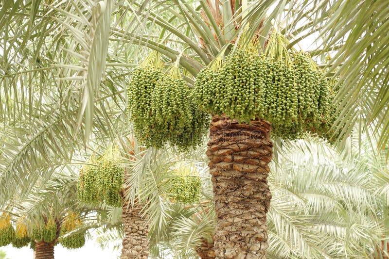 Date Palm Trees with Green Dates at Shallow DOF Stock Photo - Image of ...