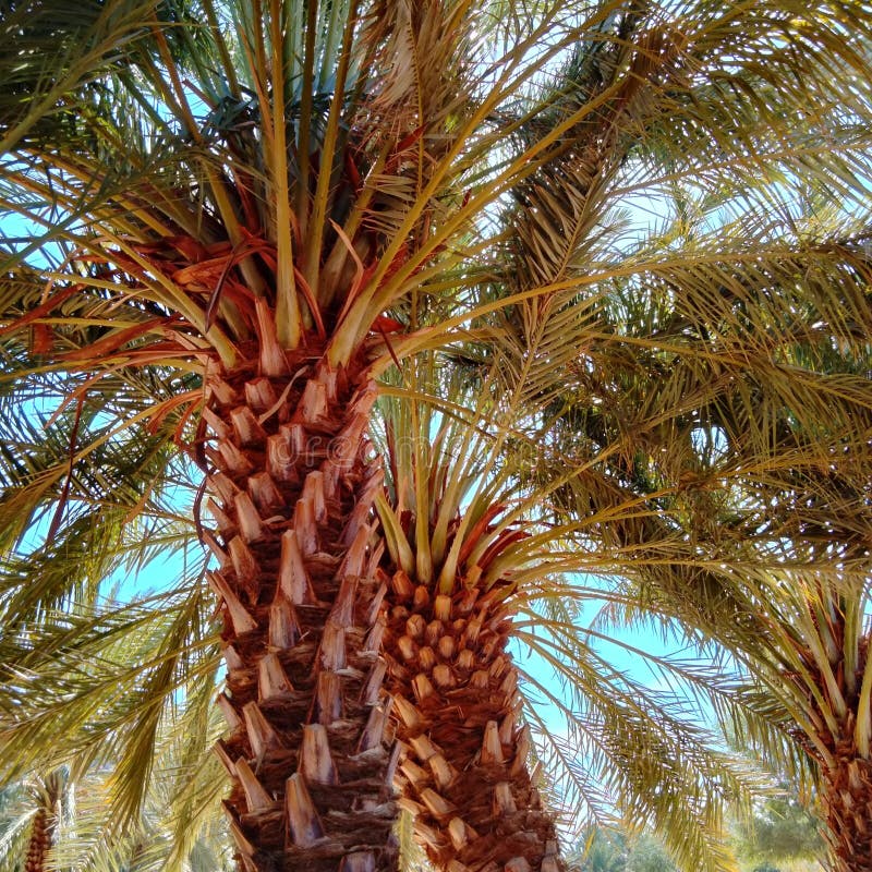 Palm Trees in an Oasis, Saudi Arabia Stock Photo - Image of oasis ...