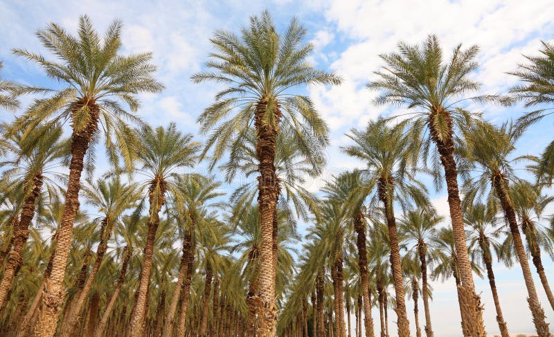 Date Palm Trees in Mediterranean Stock Photo - Image of holiday ...
