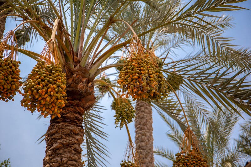 Date Palm Trees (Phoenix Dactylifera), Low Angle View with Fruit ...