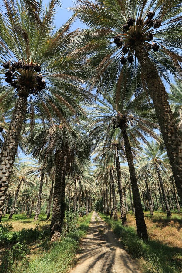 Date palm trees stock photo. Image of tree, blue, plantation - 46800934