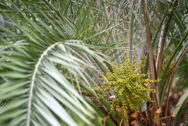 Date Palm Trees stock image. Image of close, nature, organic - 64717243
