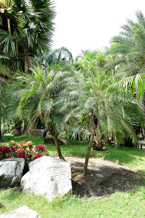 Date palm stock image. Image of rock, gardening, park - 74749469