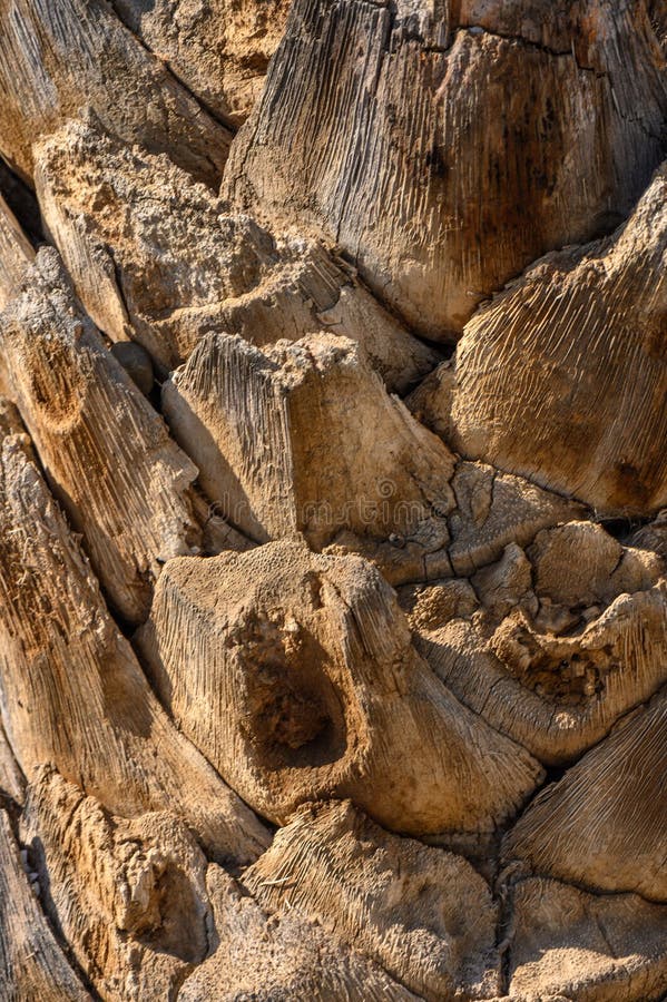 Date Palm Bark stock image. Image of tropical, date, fiber - 24017167