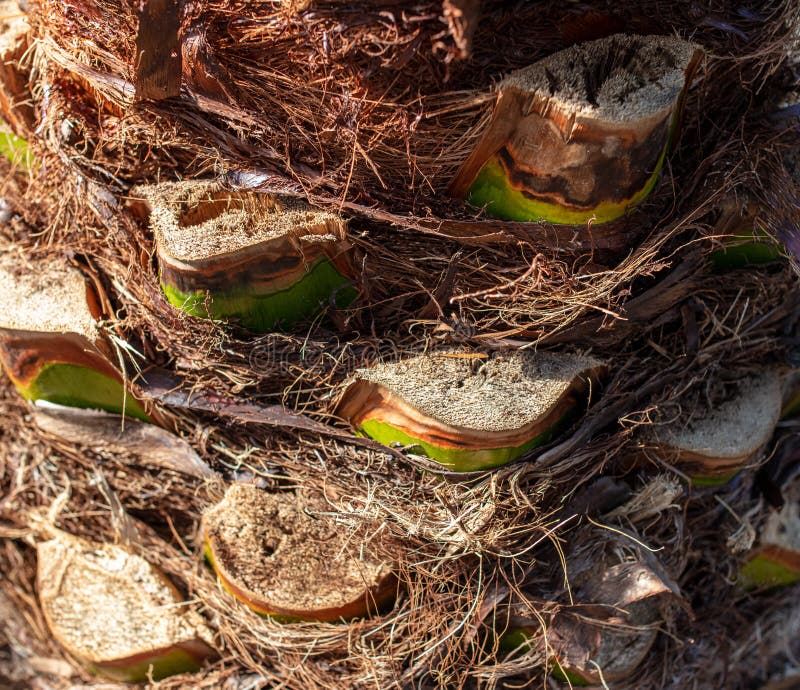 Date Palm Trunk As a Background. Stock Photo - Image of vintage ...
