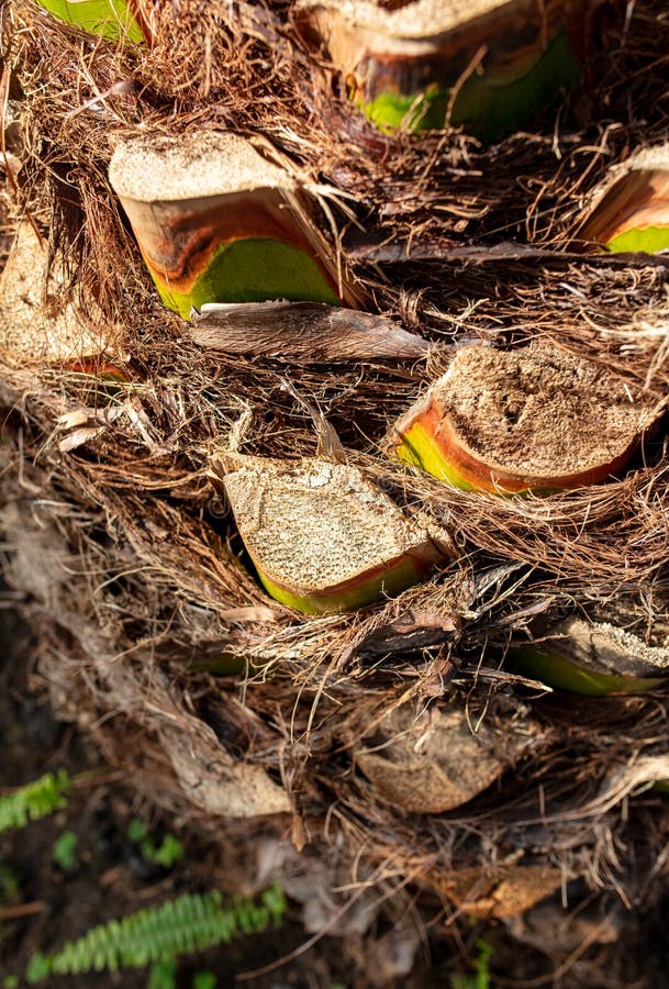 Date palm park in summer stock photo. Image of environment - 277512146