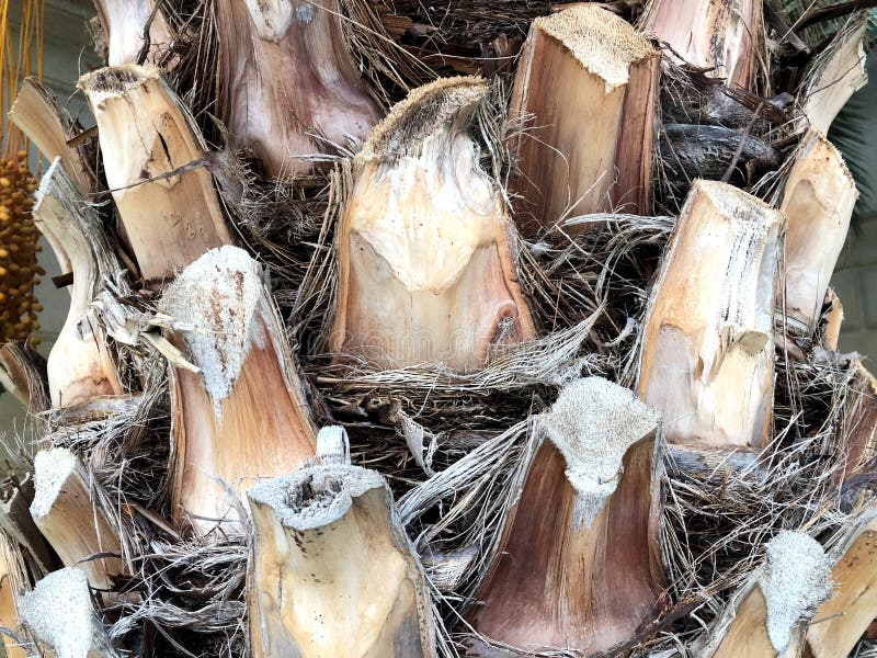 Date Palm. Trunk. Unique Photo. from Close Range Stock Photo - Image of ...