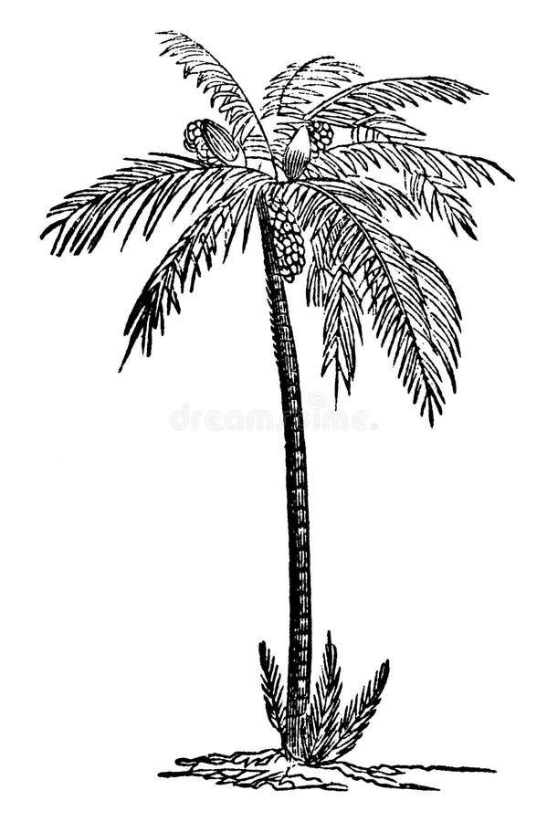 Date Palm Tree Drawing Stock Illustrations – 1,229 Date Palm Tree ...