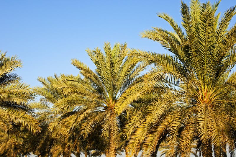 Date palmes stock image. Image of crops, dactylifera, plantation - 7905967