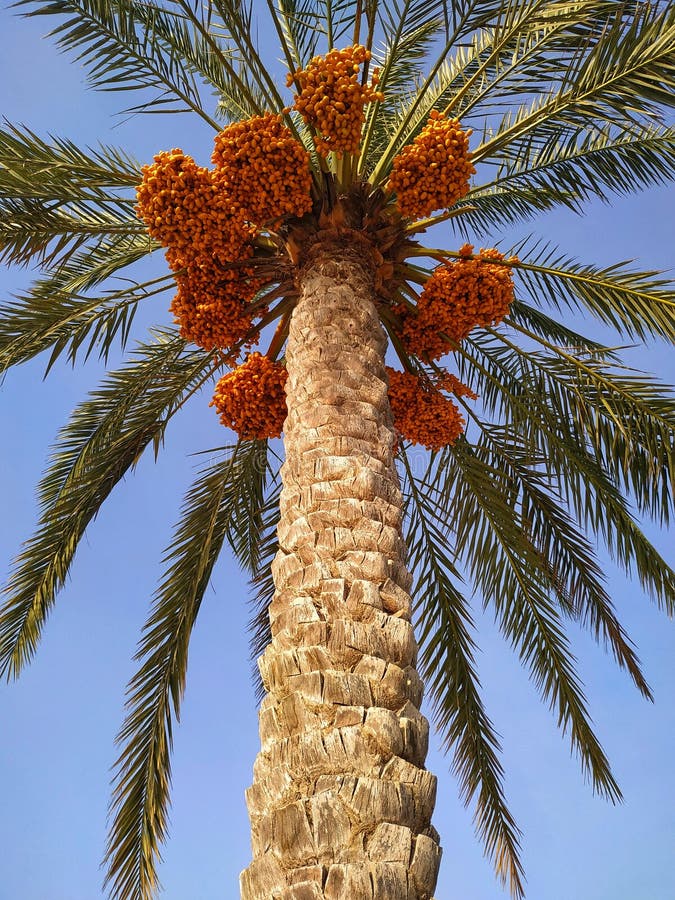 Date Palms in As Seeb Beach Walking Park, Muscat, Oman Stock Photo ...