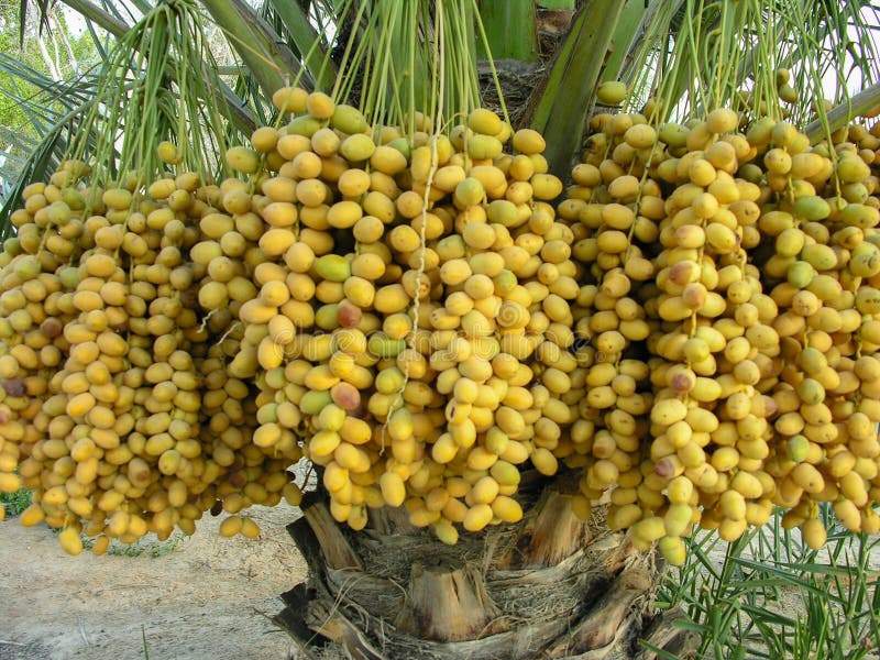 Date palms with dates stock image. Image of grow, harvest - 272625923