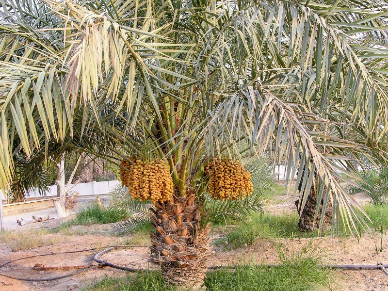 Date palms with dates stock image. Image of food, palm - 272557915