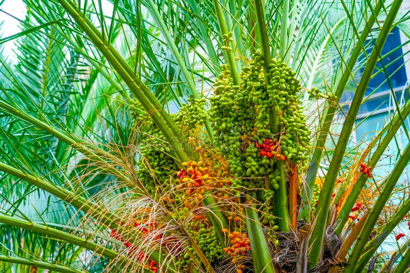 Date Palms Fruits Ripen at the Top of the Tree Stock Image - Image of ...