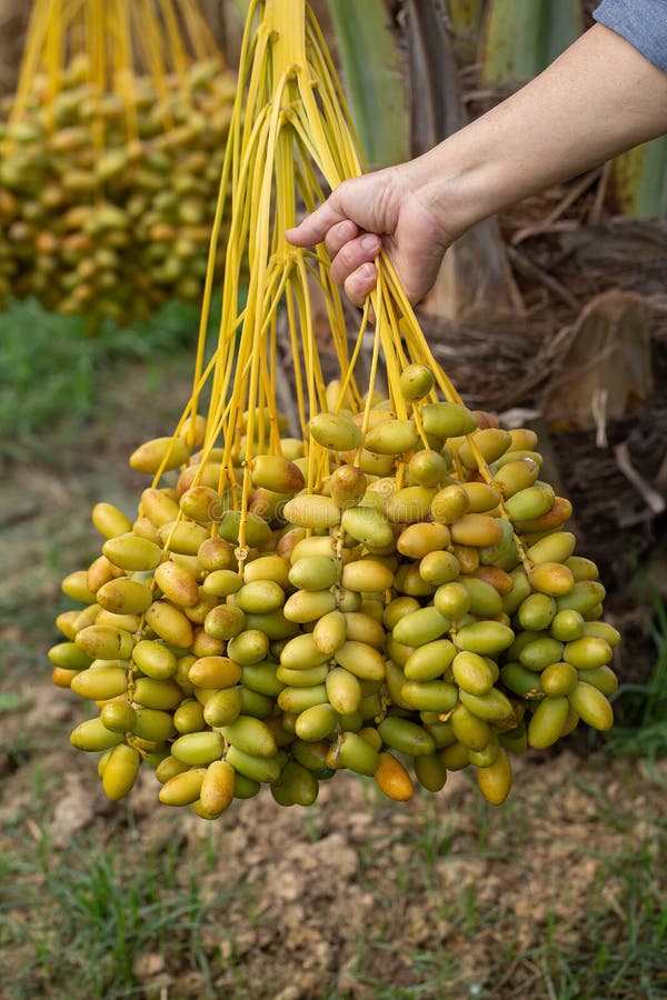 Date Palms Fruits On A Date Palms Tree. Grown In The North Of Thailand ...
