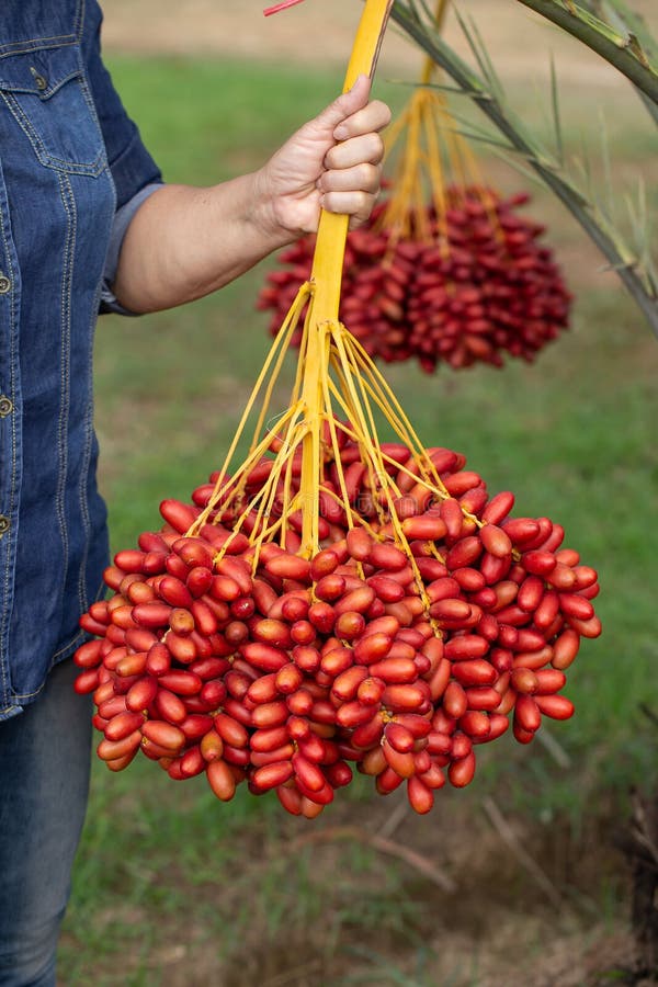 Date Palms Fruits on a Date Palms Tree. Grown in the North of Thailand ...
