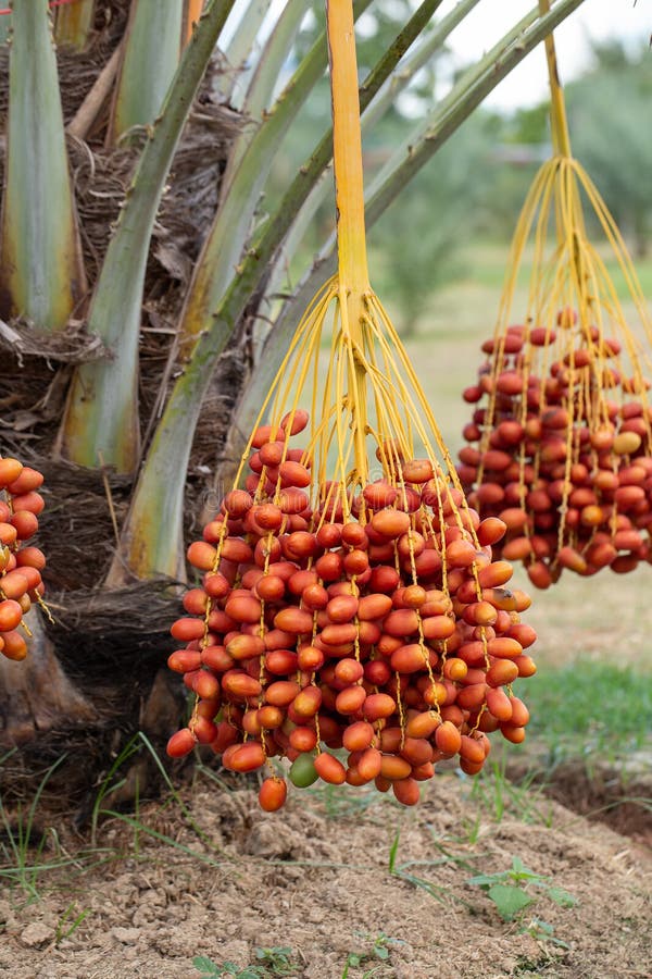 Date Palms Fruits on a Date Palms Tree. Grown in the North of Thailand ...