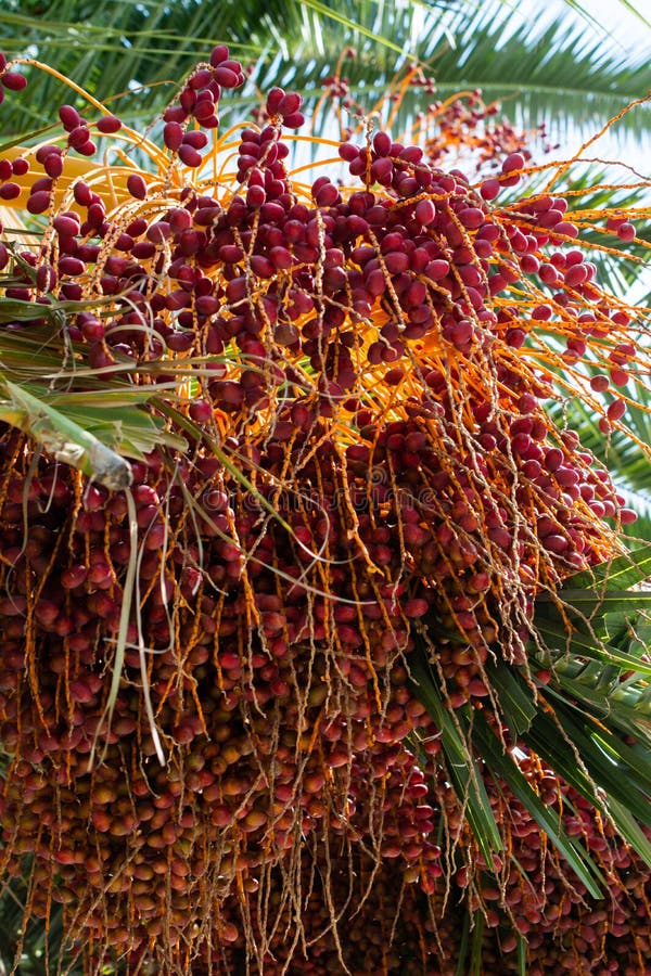 Date Palms Fruits on a Date Palms Tree Stock Photo - Image of desert ...