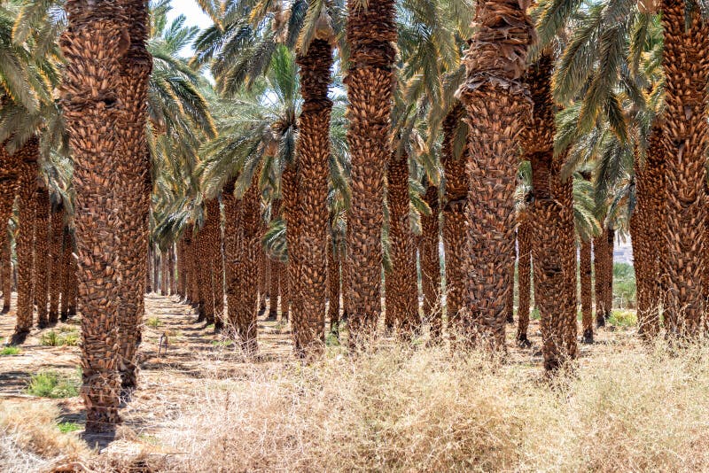 Date Palms in the Jordan Valley - the Holy Land Stock Photo - Image of ...