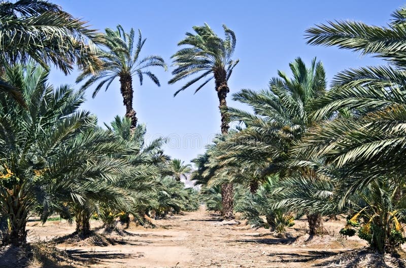 Plantations Of Dates Palms In Israel Stock Photo - Image of middle ...