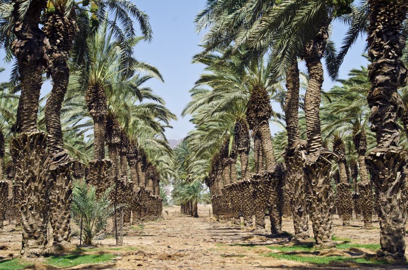 Plantations Of Dates Palms In Israel Stock Photo - Image of blue, east ...