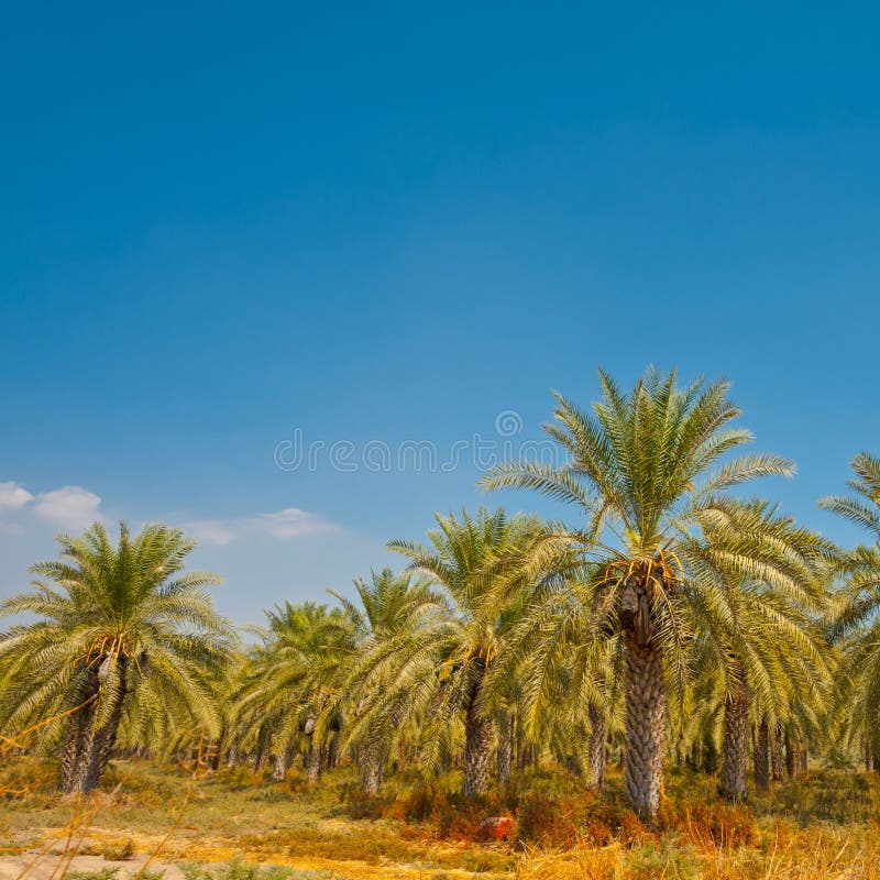 Date Palms stock image. Image of country, ground, date - 48513907