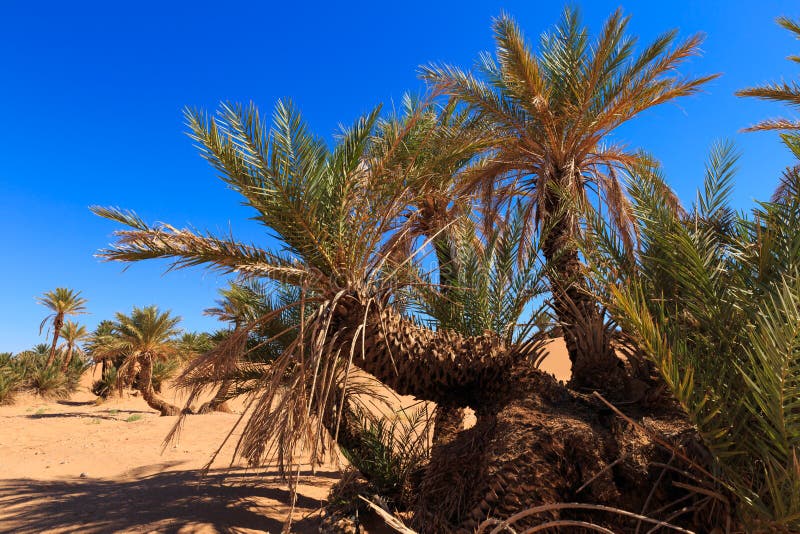 Date palms in the Sahara stock photo. Image of oasis - 68200036