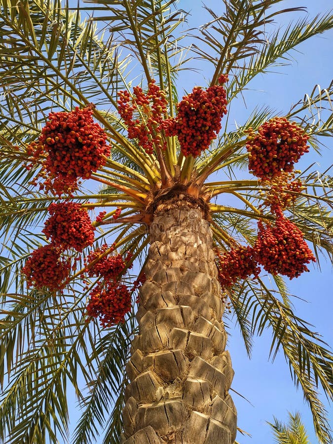 Date Palms & Mountains Layers Stock Photo - Image of date, mountain ...