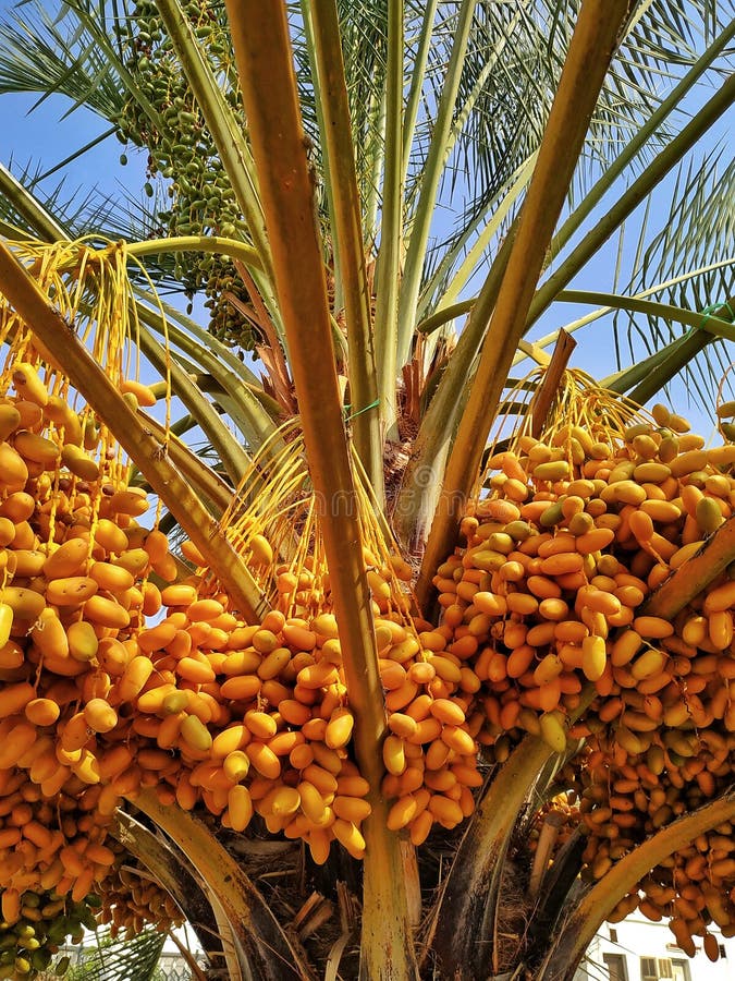 Date Palm with Yellow Dates Fruits Stock Photo - Image of palms ...