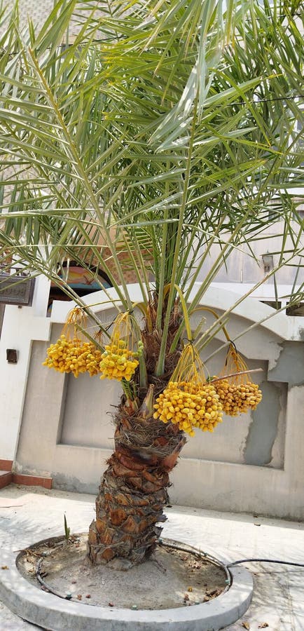 Date parm tree stock photo. Image of leaf, houseplant - 223603344