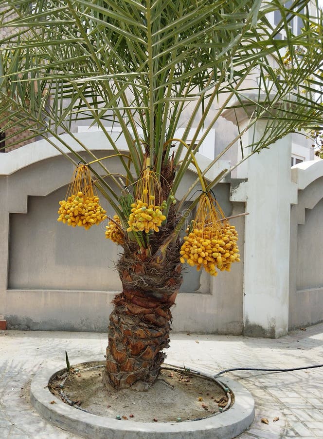 Date parm tree stock image. Image of spring, branch - 223603557