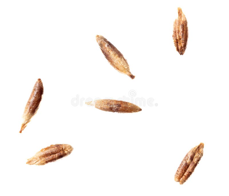 Date Pits Stock Photos - Free & Royalty-Free Stock Photos from Dreamstime