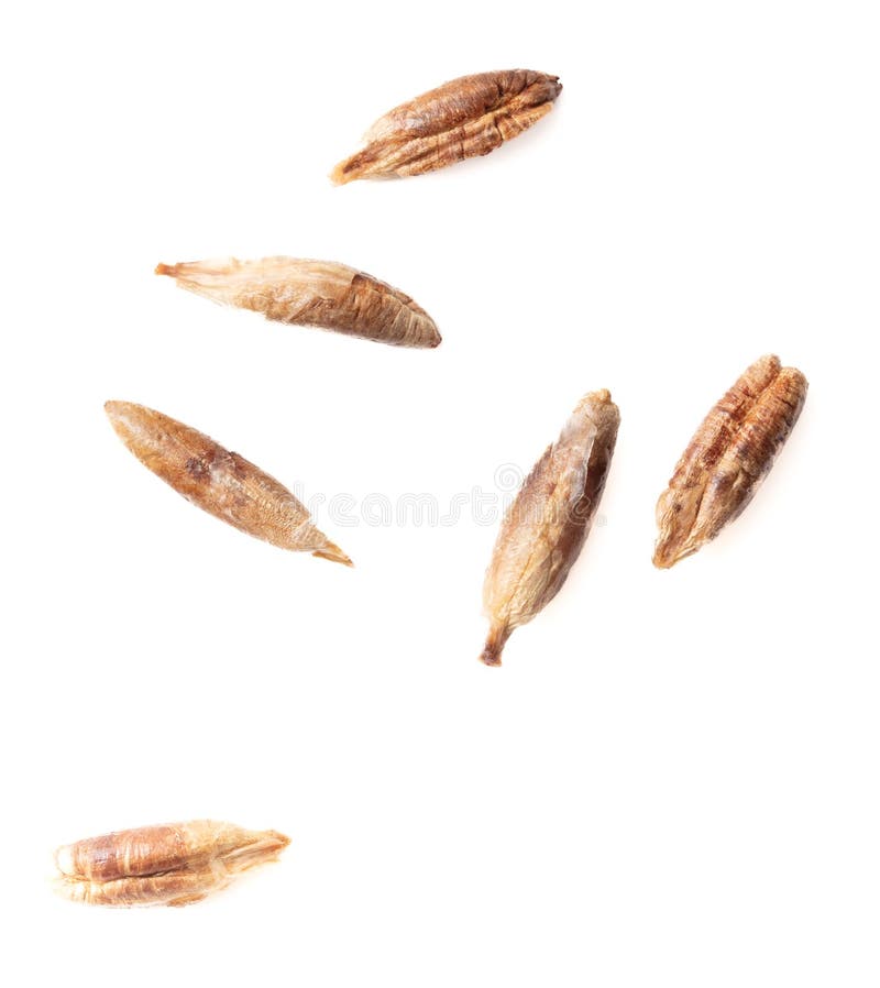 Date Pits Isolated on White Background. Stock Image - Image of sweet ...