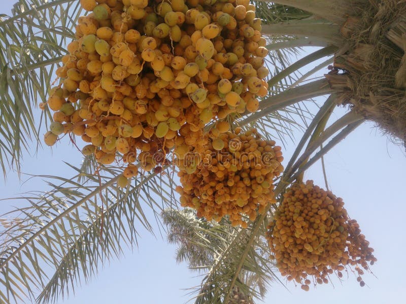 Date stock photo. Image of date, country, pure, tree - 59731770