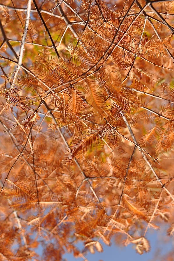 Date Rouge - Petit De Fruit De Jujube Grand Image stock - Image du ...