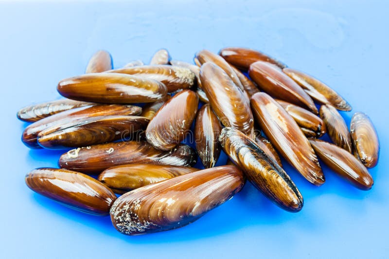 Date shell stock photo. Image of mollusk, traditional - 70877976