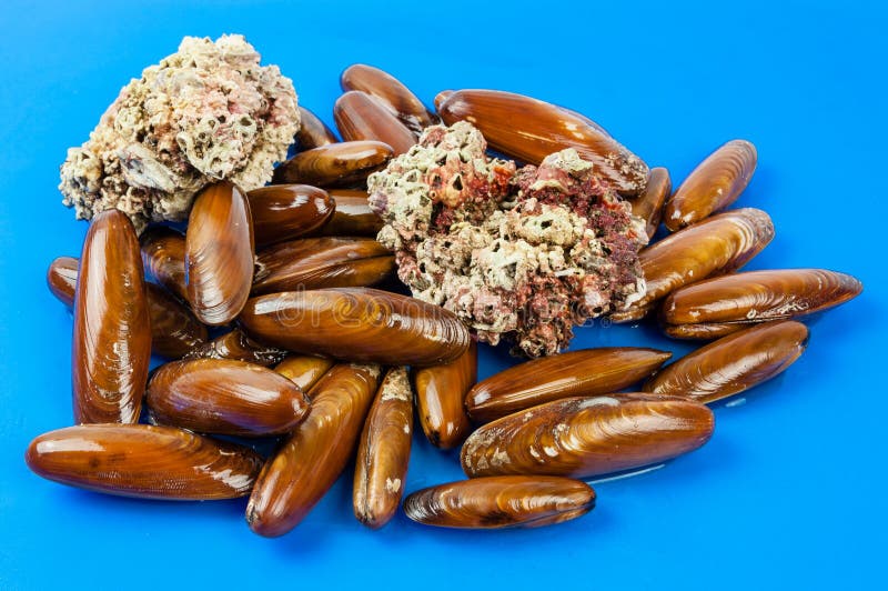 Date shell stock photo. Image of mollusk, traditional - 70877976