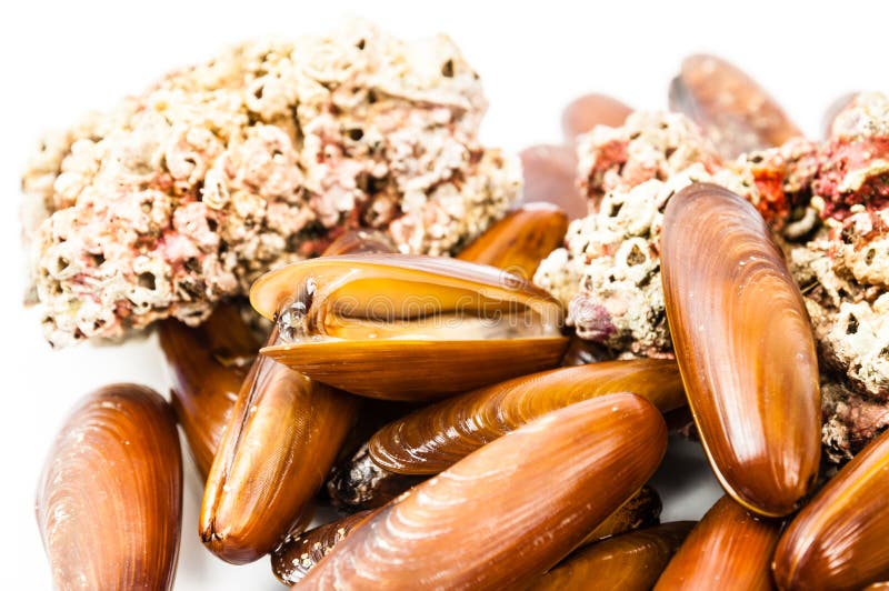 Date shell stock photo. Image of mollusk, traditional - 70877976