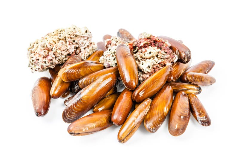 Date shells stock photo. Image of seafood, open, closeup - 32979034