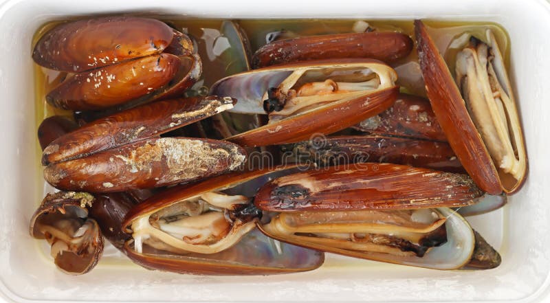 Date shells stock photo. Image of seafood, open, closeup - 32979034