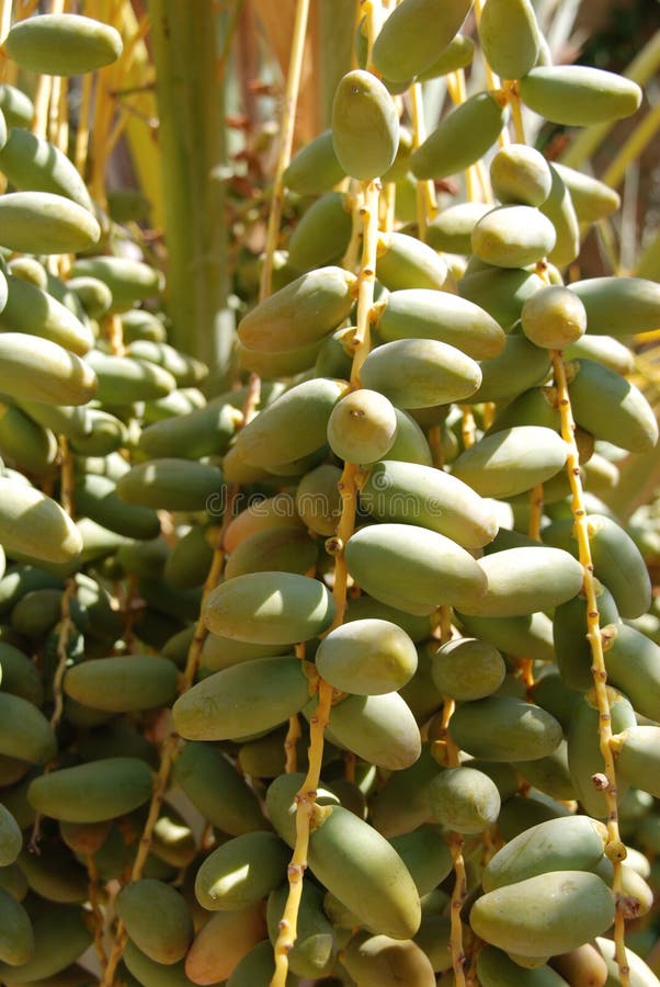 Date tree stock photo. Image of tree, oasis, sahara, sand - 13519376