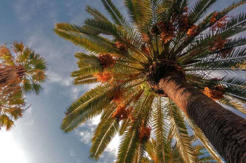 Date tree stock photo. Image of tree, bottom, leaves - 27103980