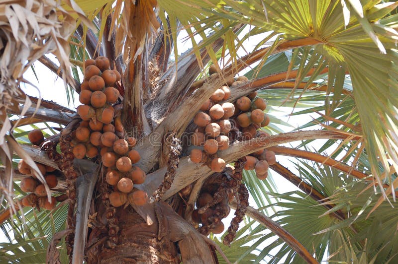 Date tree stock photo. Image of tree, bottom, leaves - 27103980