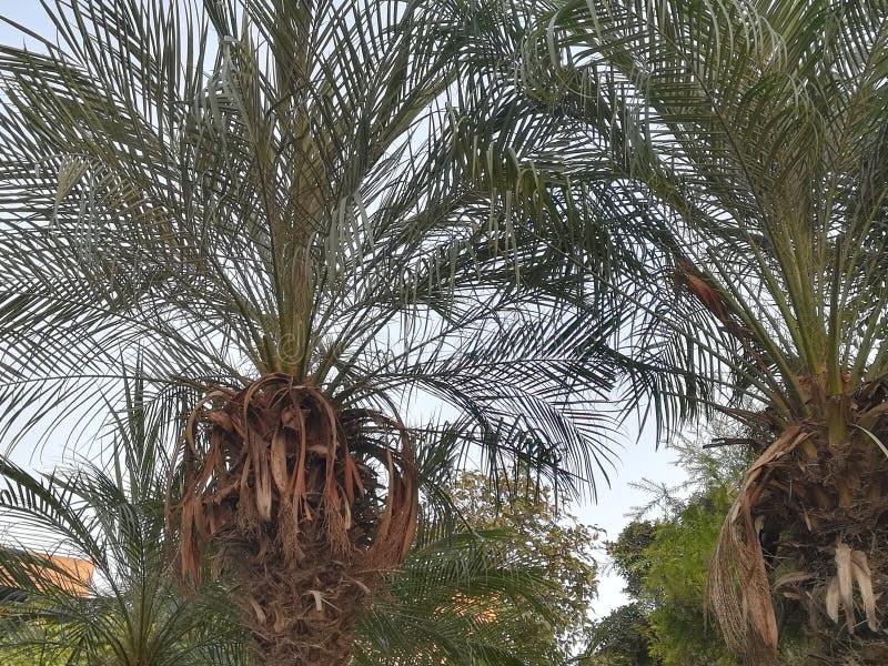 Date tree stock image. Image of tree, branches, date - 104169983