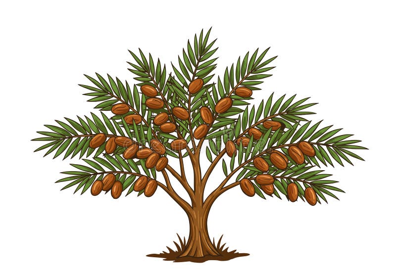 Date tree clipart stock vector. Illustration of plant - 365704055
