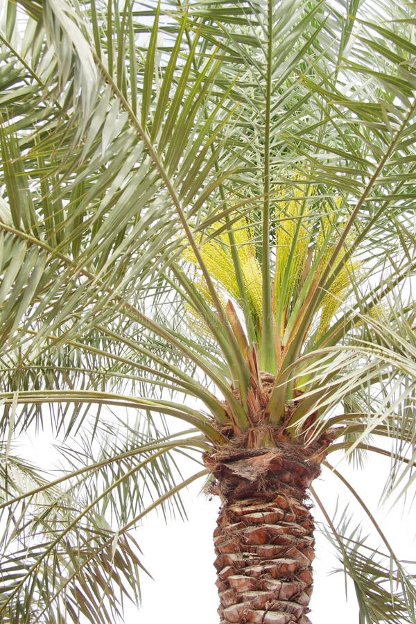 Spathe with Flowers in a Date Palm Tree Stock Image - Image of exotic ...