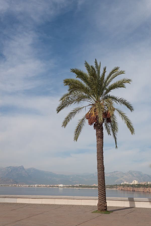 Date Tree stock image. Image of arabia, turkey, outdoor - 46678181