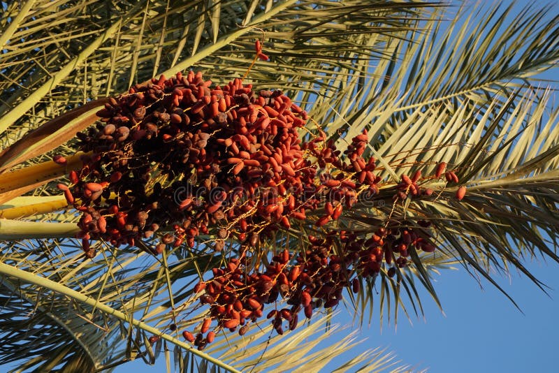 Date tree stock photo. Image of water, date, fall, little - 102693700